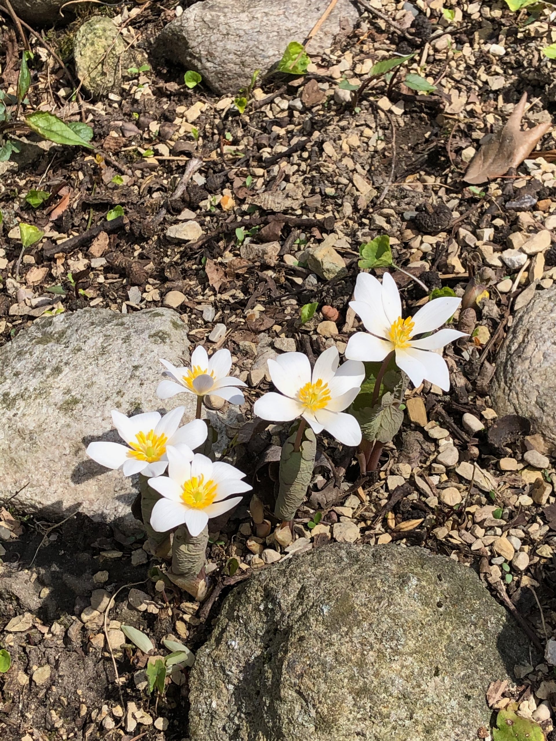 Blood Root blooming – Friends of Capital Springs Recreation Area